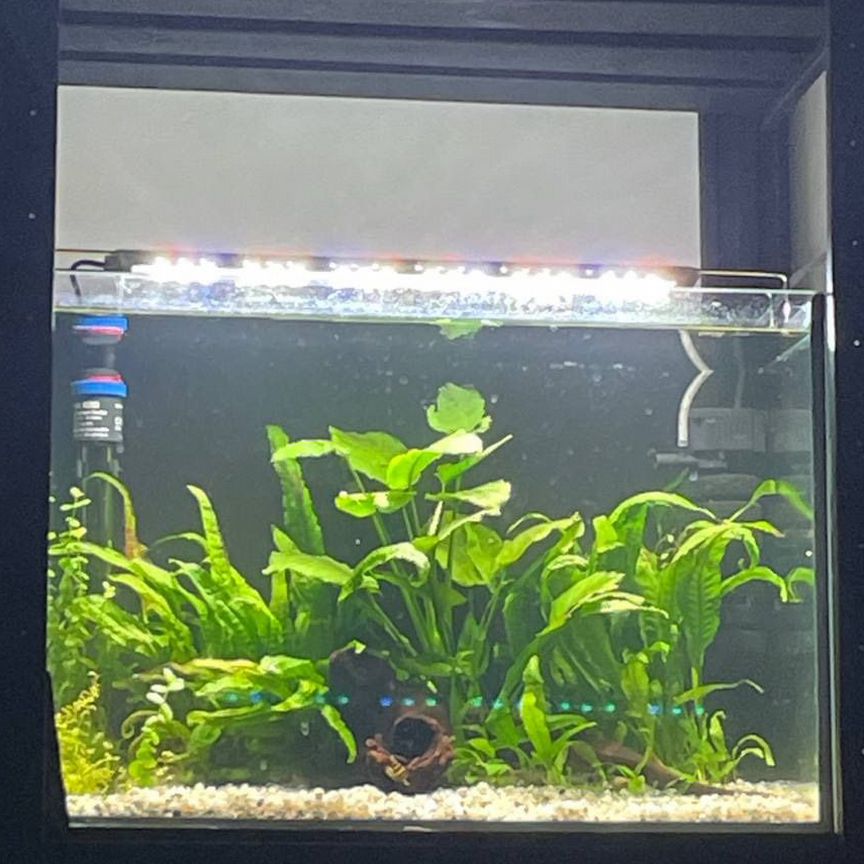 Папоротник таиландский