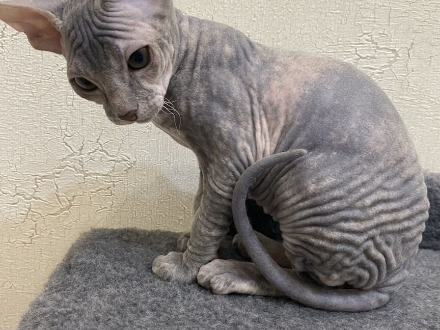 Донской сфинкс котенок