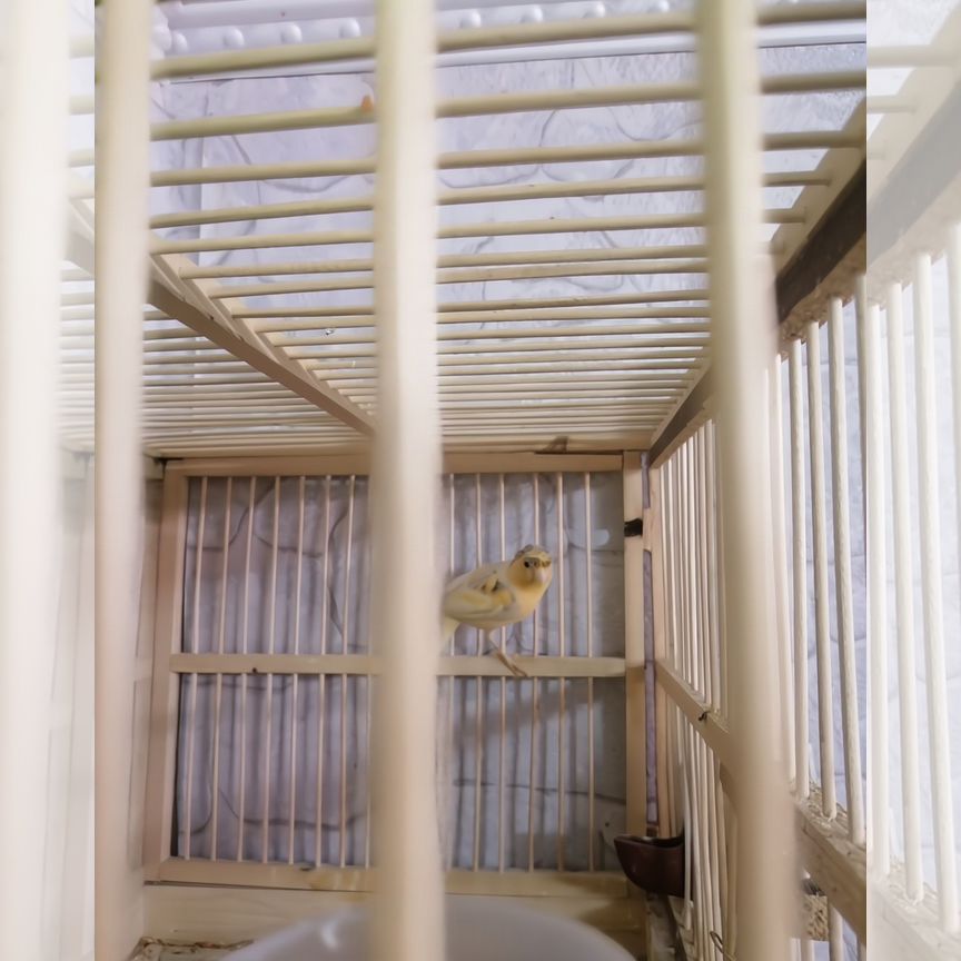 Кенор поющий