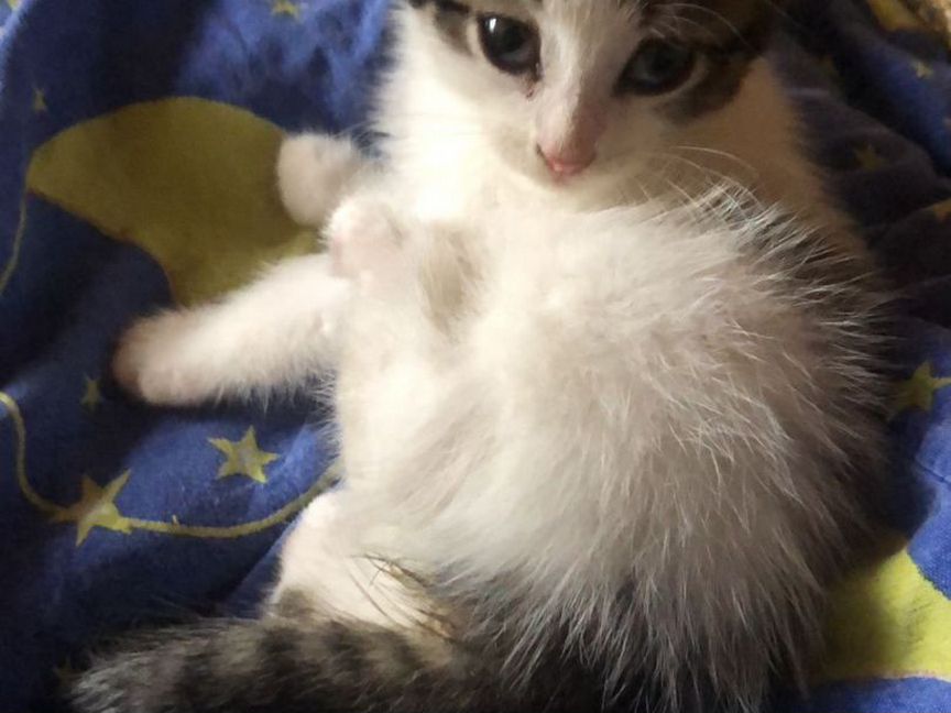 Котёнок и/или мама-кошка