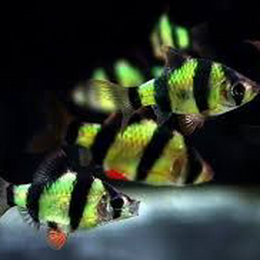 Аквариумные рыбки в ассортименте- бaрбуc зеленый