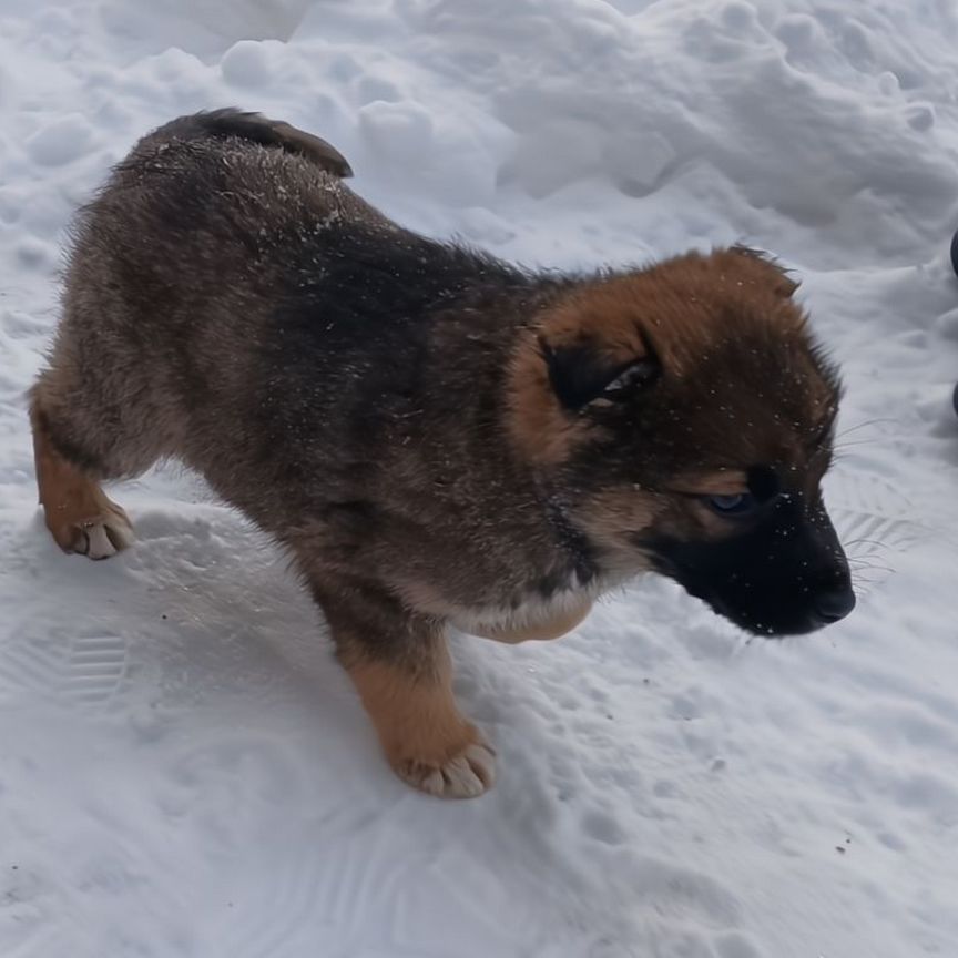 Щенок в добрые руки