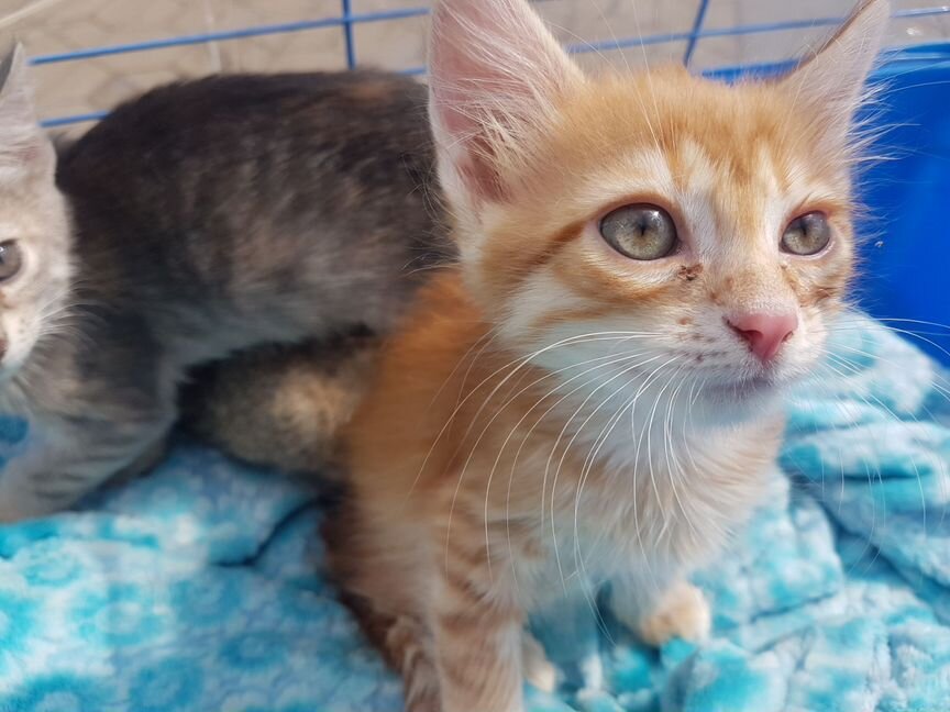 Котята из ариюта