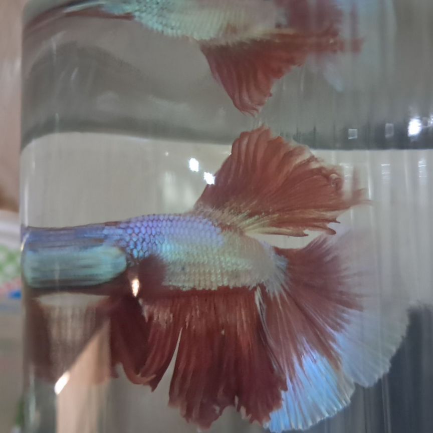 Рыбка петушок