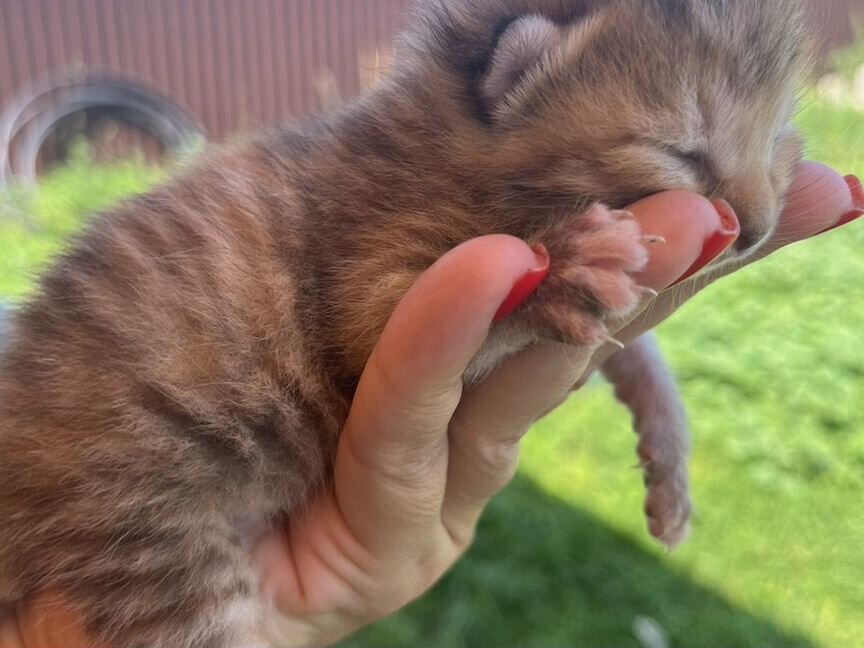 Котёнок в добрые руки