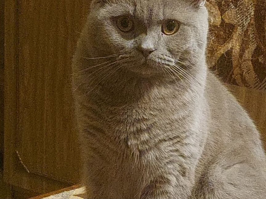 Британец