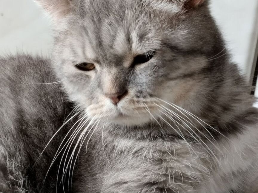 Грустный котик