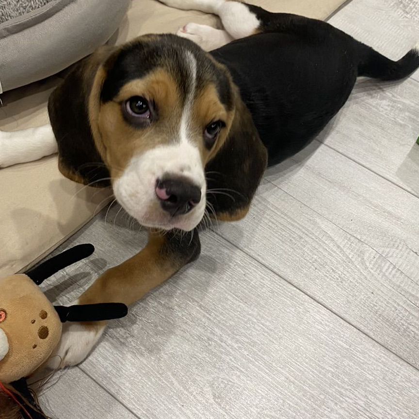 Бигль, щенок