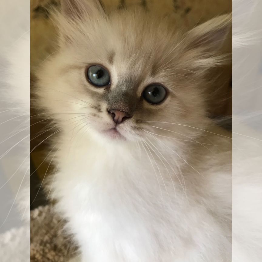 Невский маскарадный котёнок