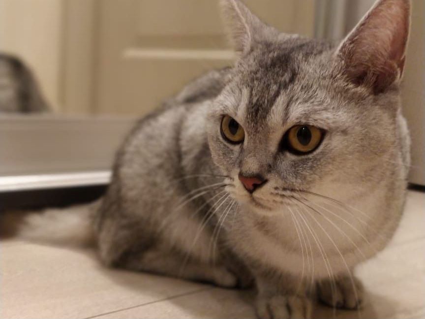 Кошка бурмилла