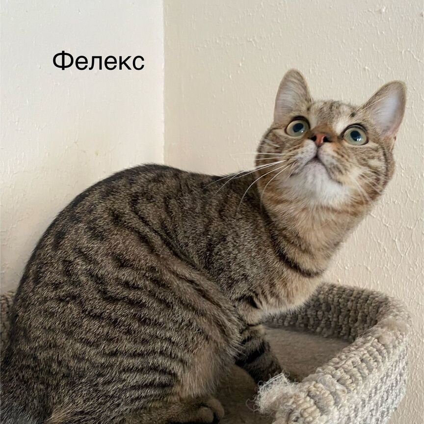 Кот Фелекс