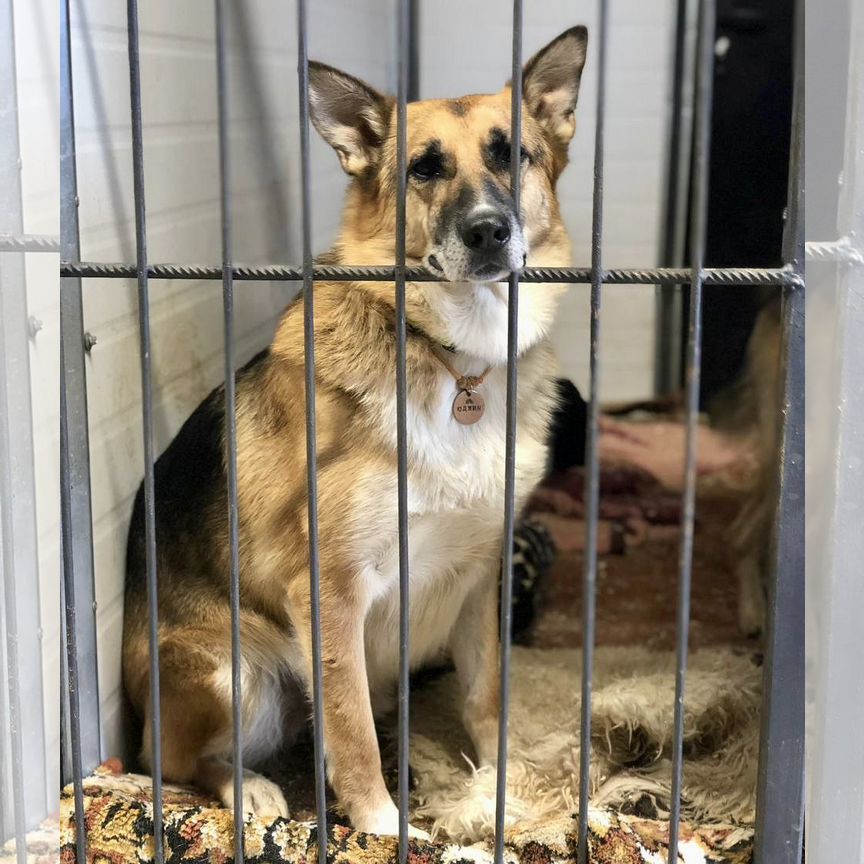 Взрослая собака в добрые руки