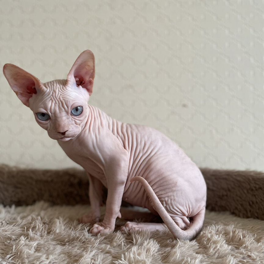 Девочка сфинкс куколка