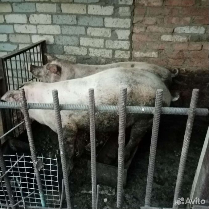 Свиньи на мясо