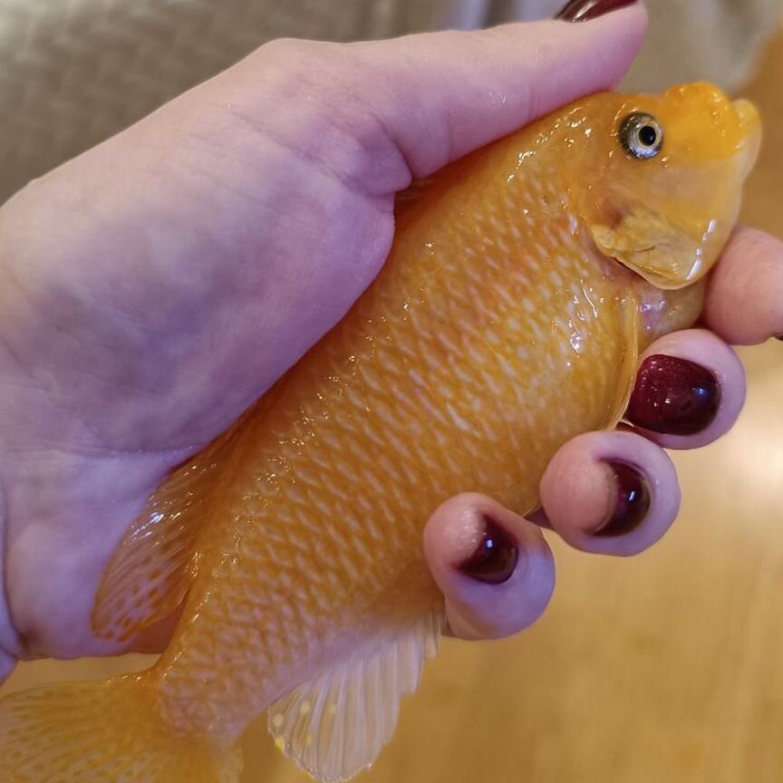 Взрослые малавийский цихлиды