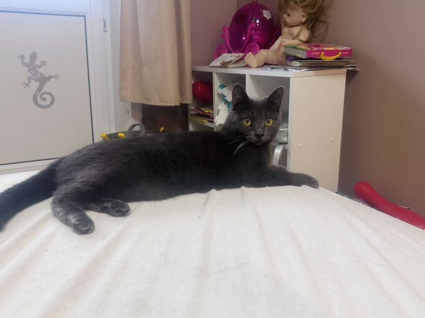 Отдам кошку в добрые руки(метис русская голубая )