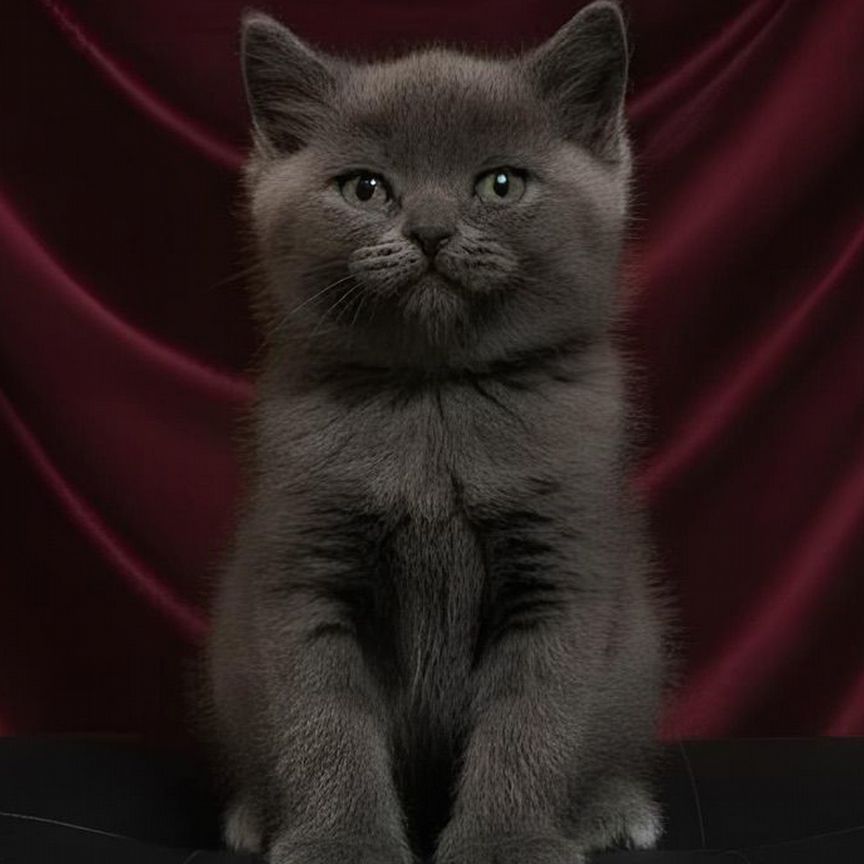 Шотландский вислоухий короткошёрстный котёнок