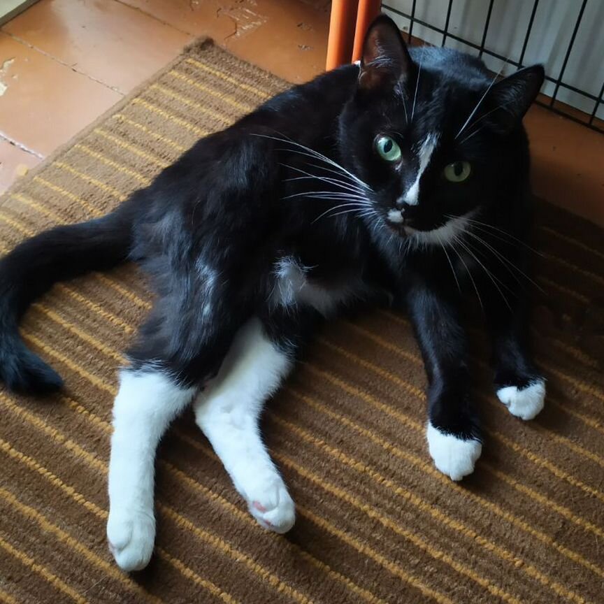 Кошка Дуся с подвала