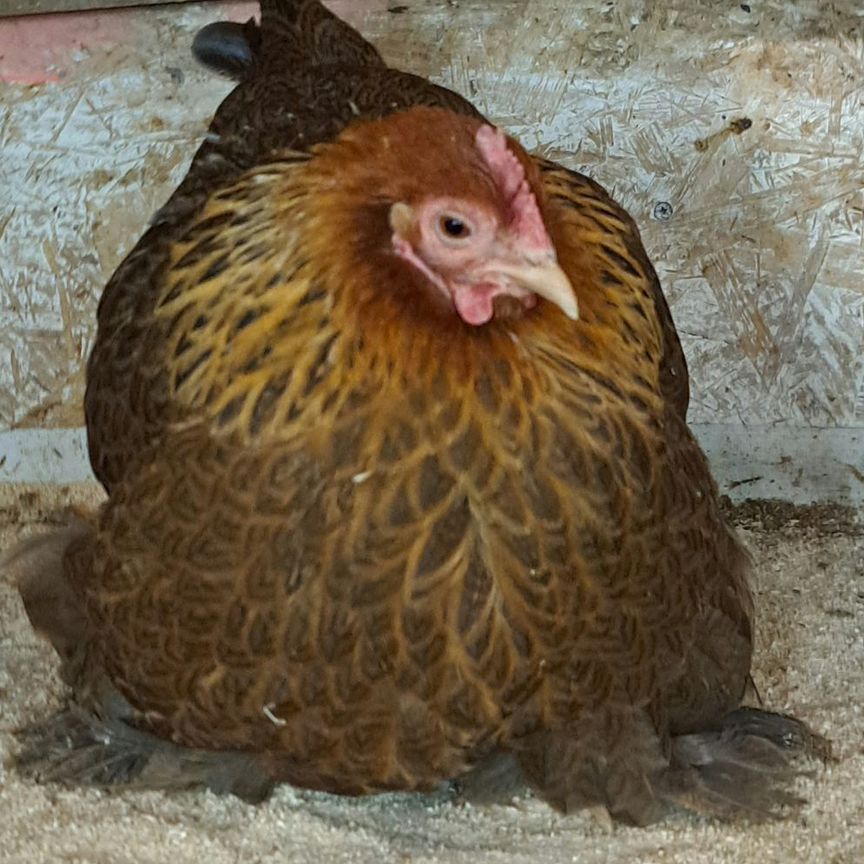 Карликовый кохинхин куры