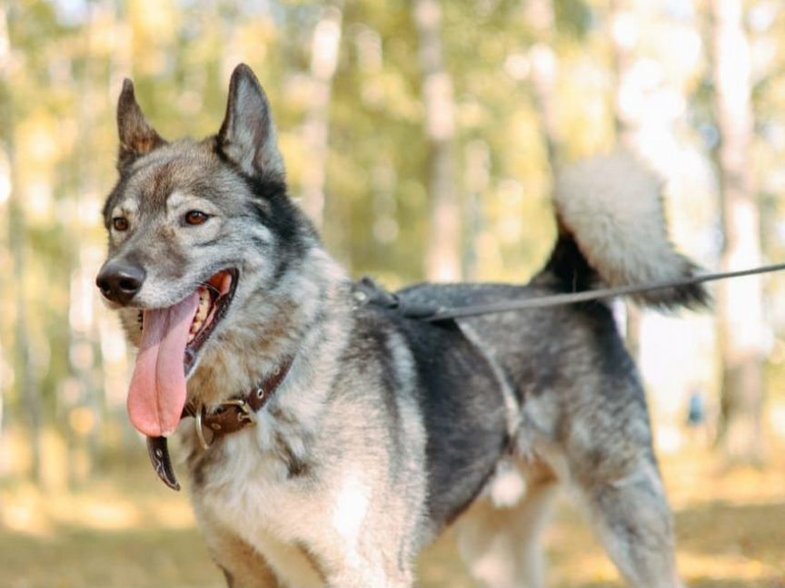 Ищем дом для Грома