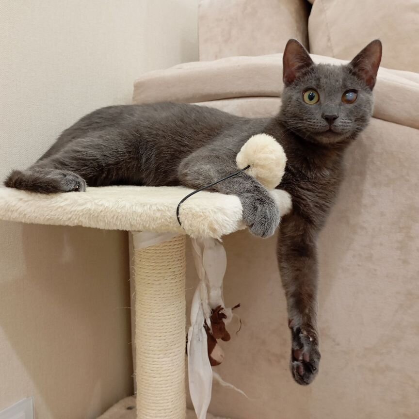 Котик в добрые руки