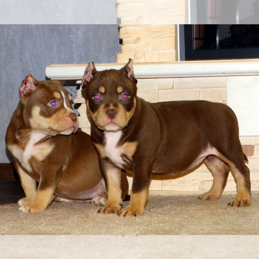 Американский булли, щенок