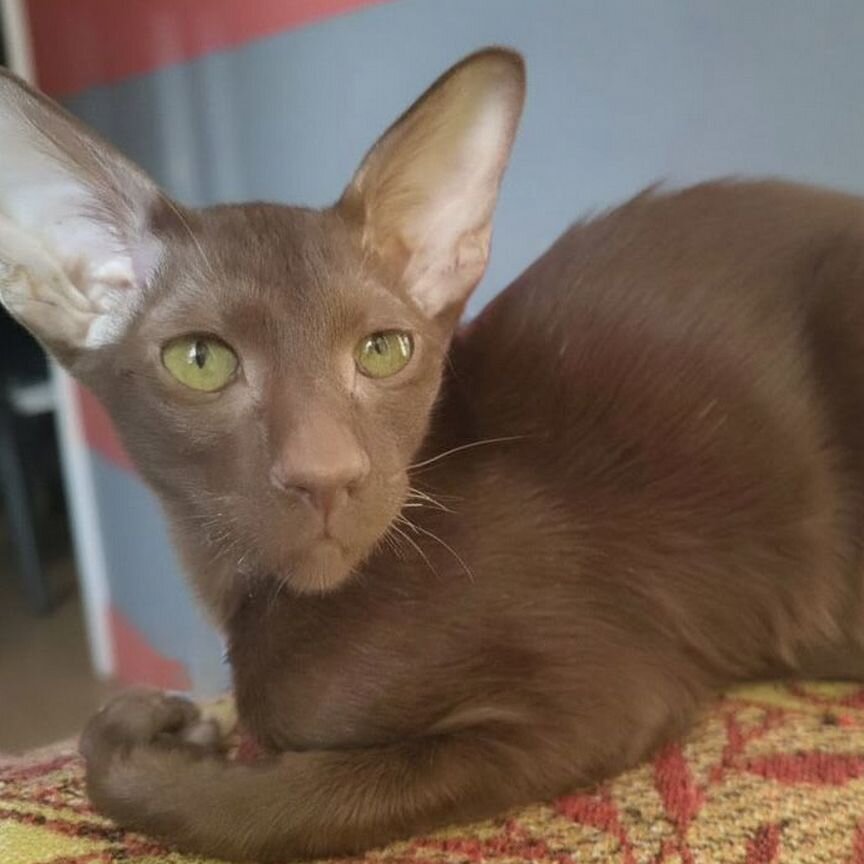 Ориентальный котёнок