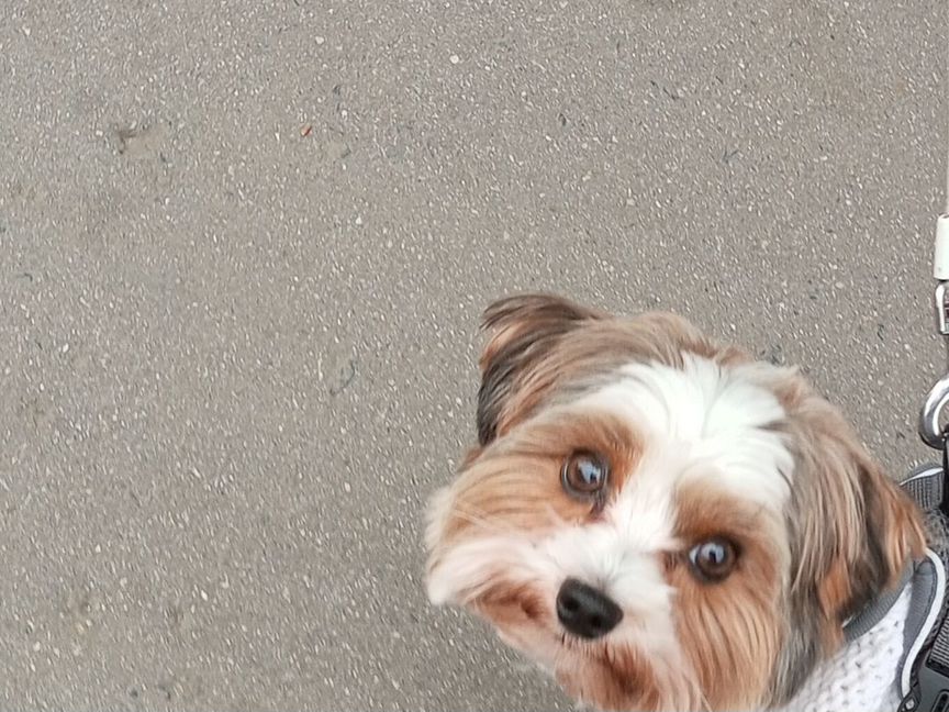 Кобель для вязки Бивер