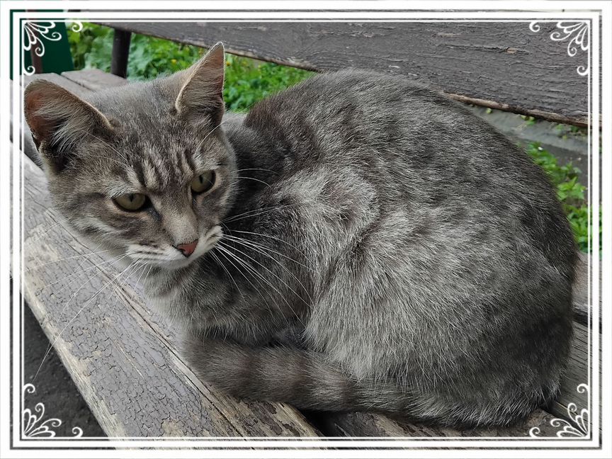 Котенок ищет дом