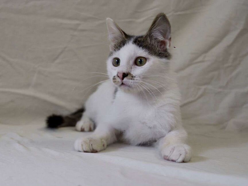 Котенок в добрые руки