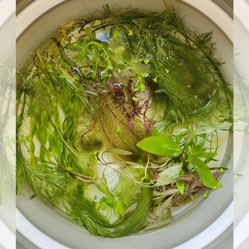 Аквариумные растения прополка