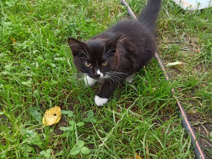 Кошка