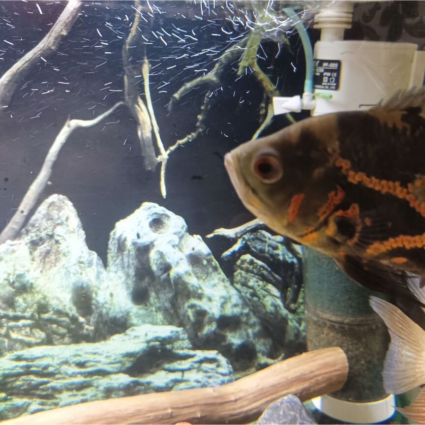 Астронотус