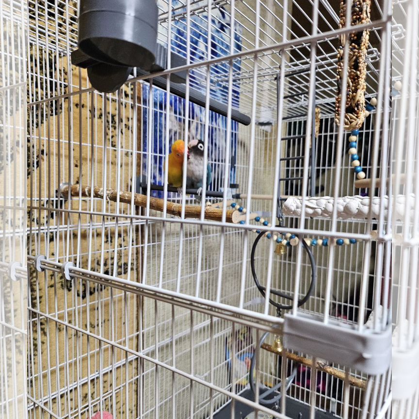 Продам птиц