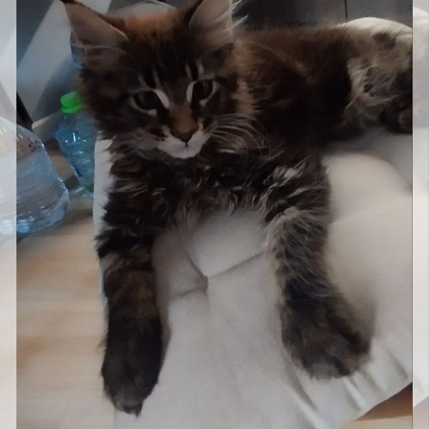 Мейн-кун котёнок