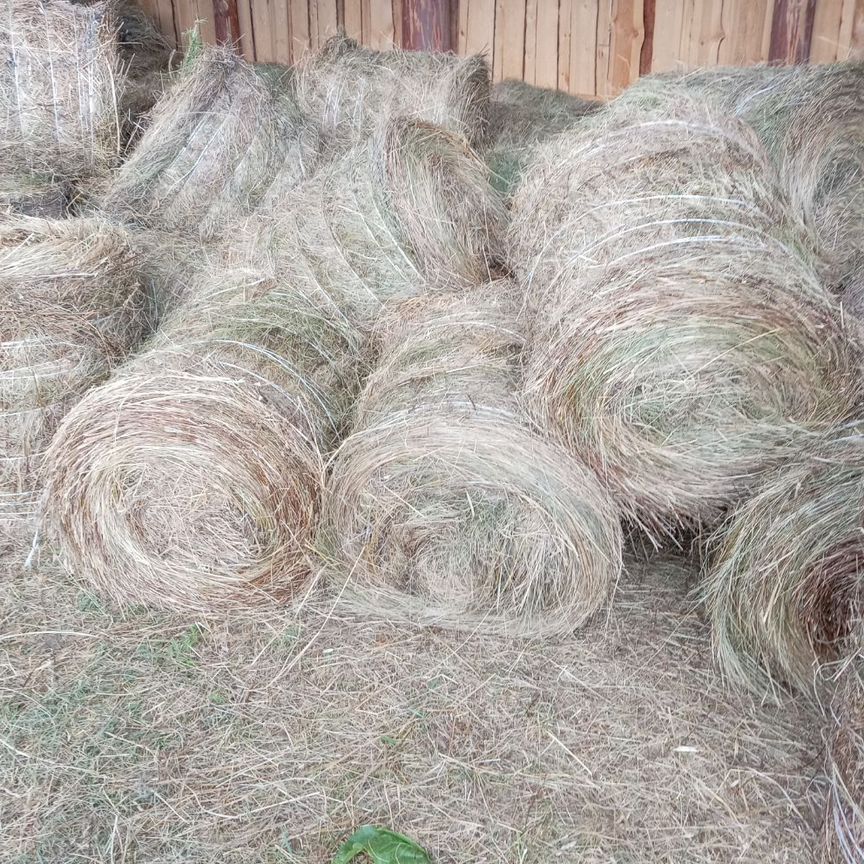 Сено в мини- рулонах