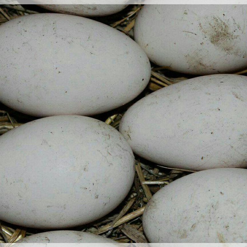 Яйцо гусиное Линда для инкубации. За шт