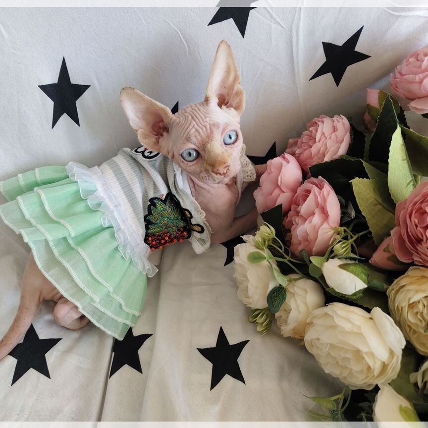 Канадский сфинкс котёнок