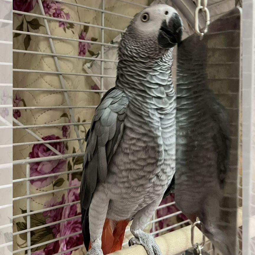 Попугай мальчик. Голубчик его имя