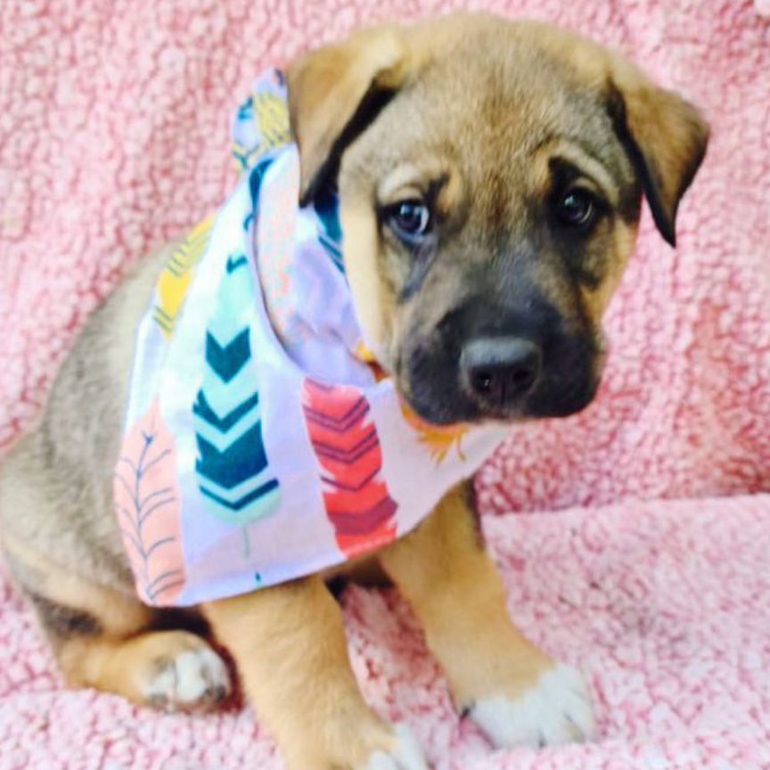 Щенки метисы боксера