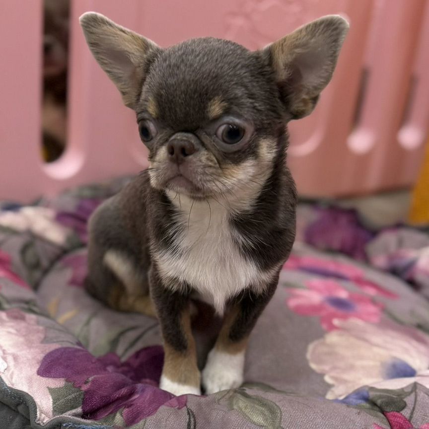 Чихуахуа, щенок