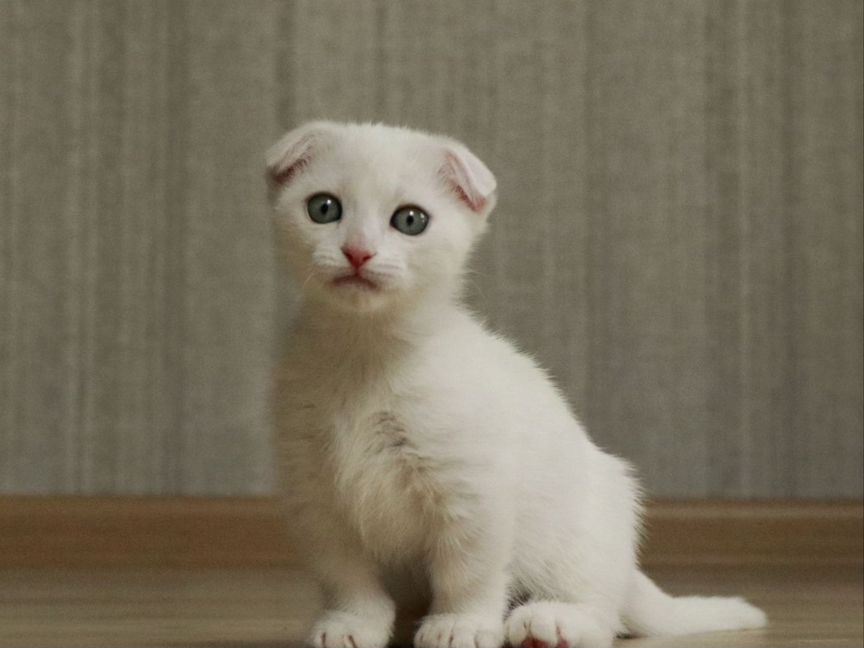 Манчкин