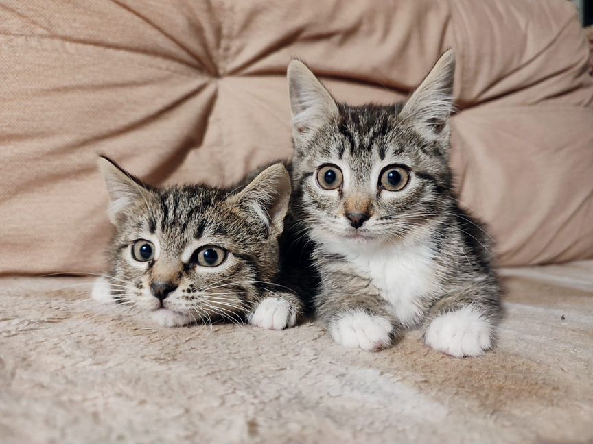 Котята камышового окраса
