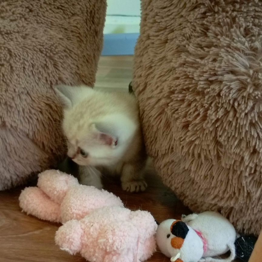 Шотландские котята