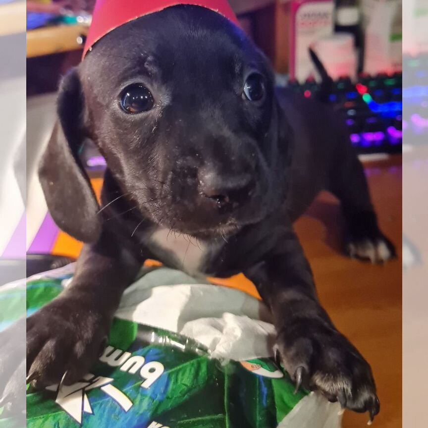 Такса, щенок