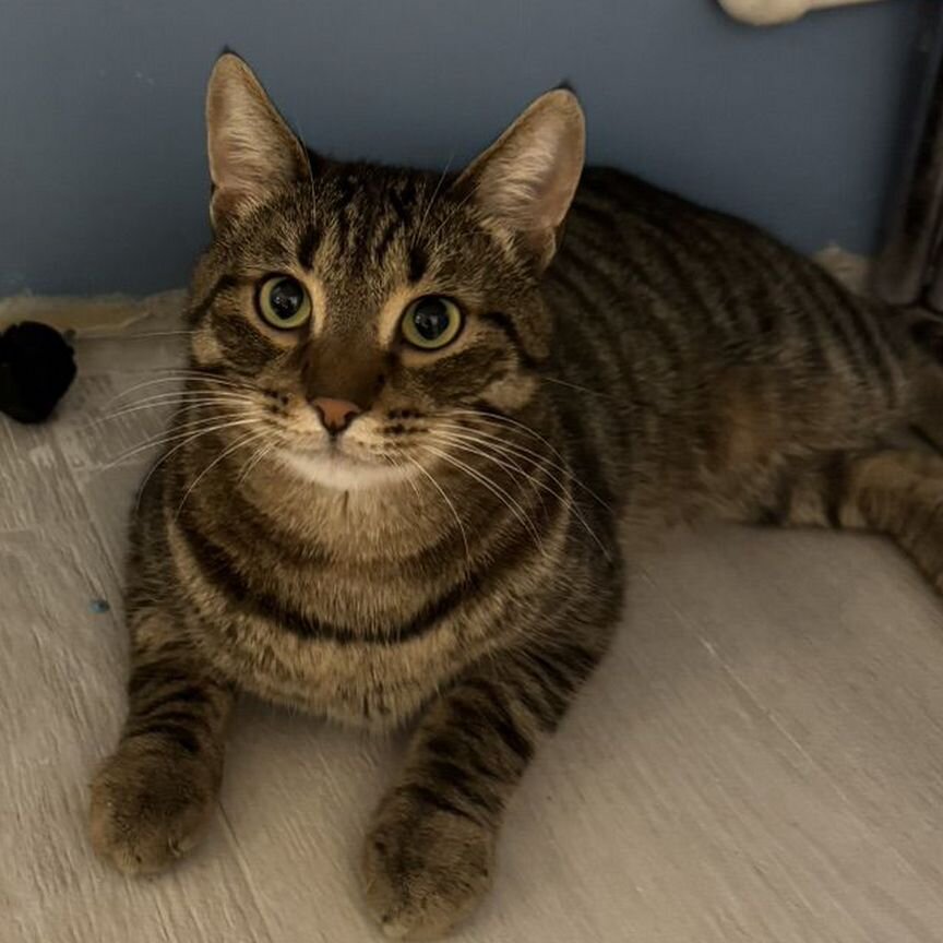 Взрослый кот в добрые руки