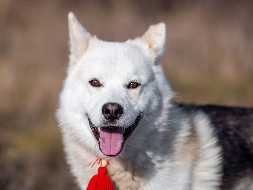 Буяну нужна семья