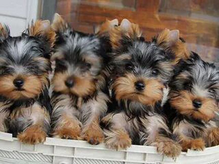 Девочки и мальчики