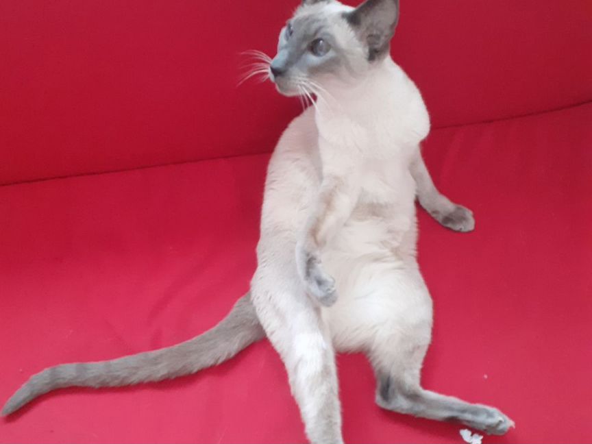 Кошка в дар