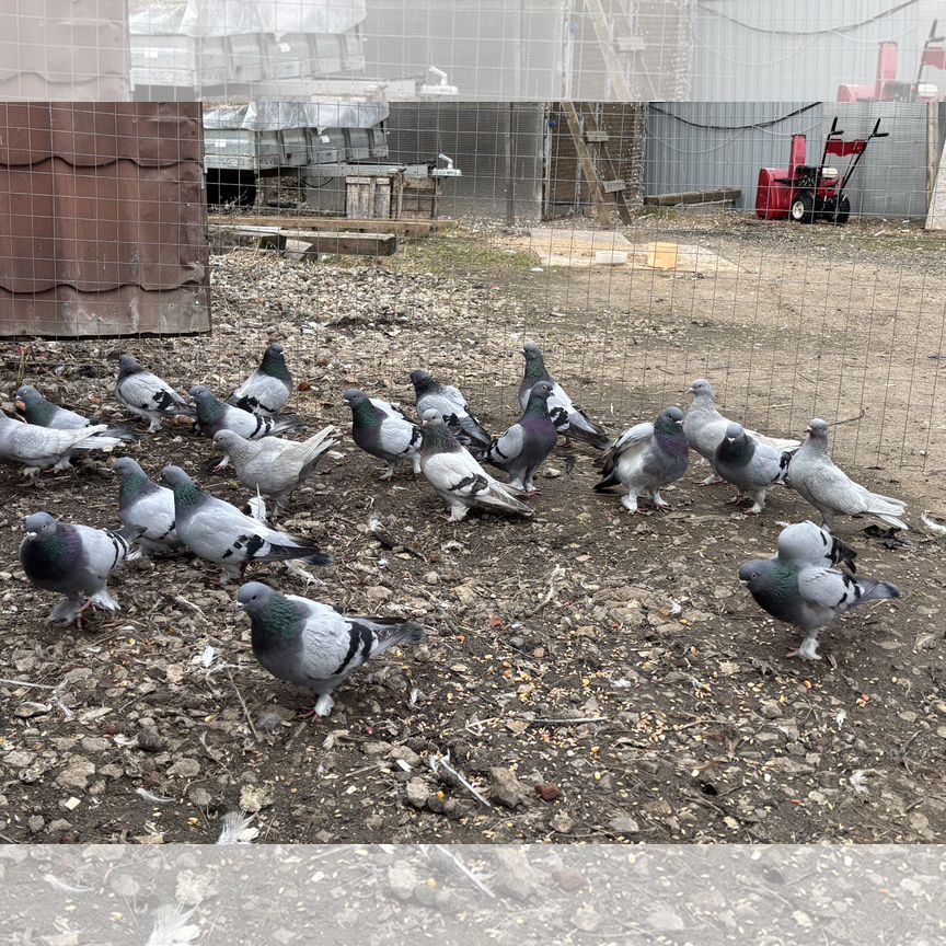 Краснодарские,Бакинские на продажу